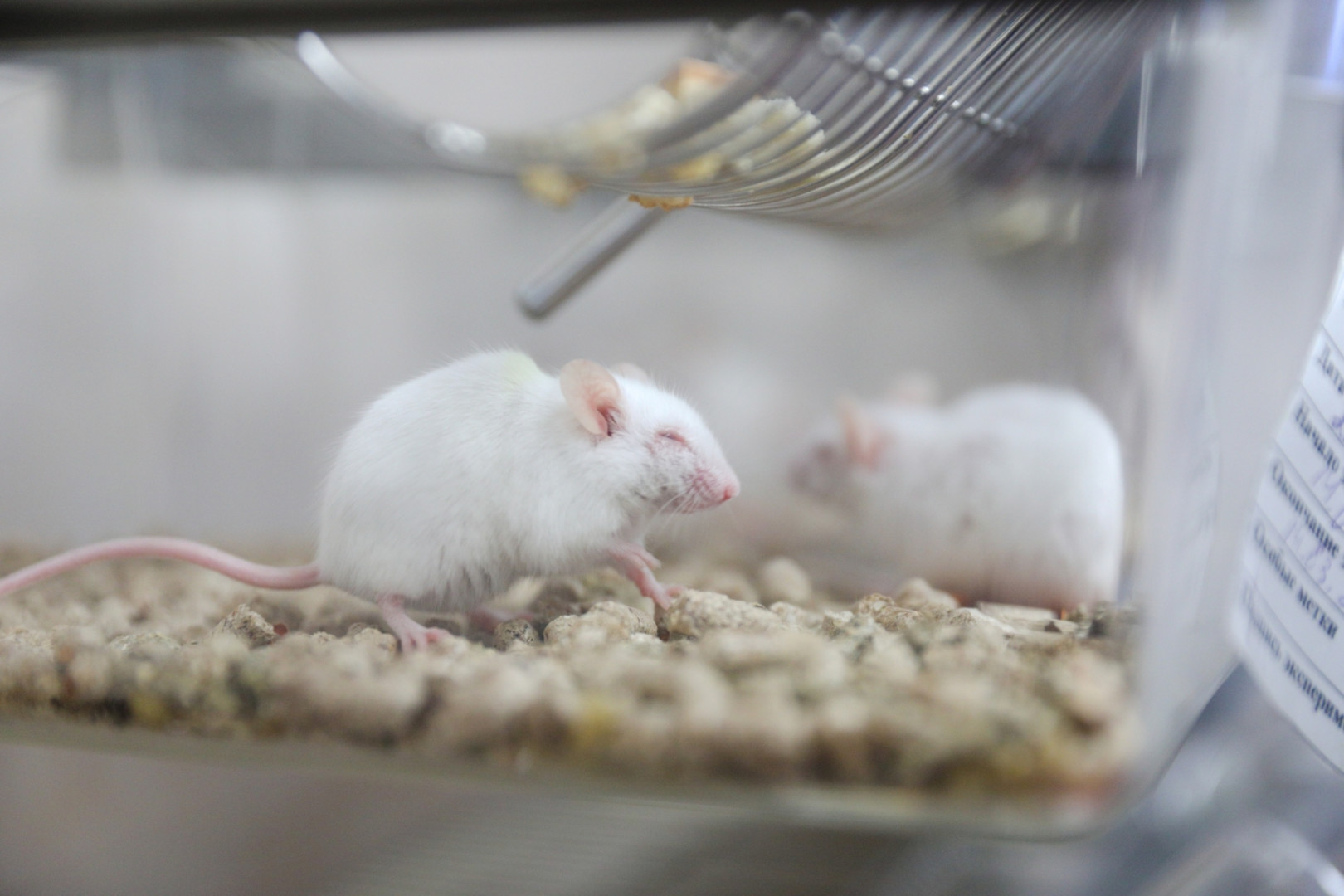 Is It Time to Revise the AIN-93 Rodent Diet Formulas? - American ...
