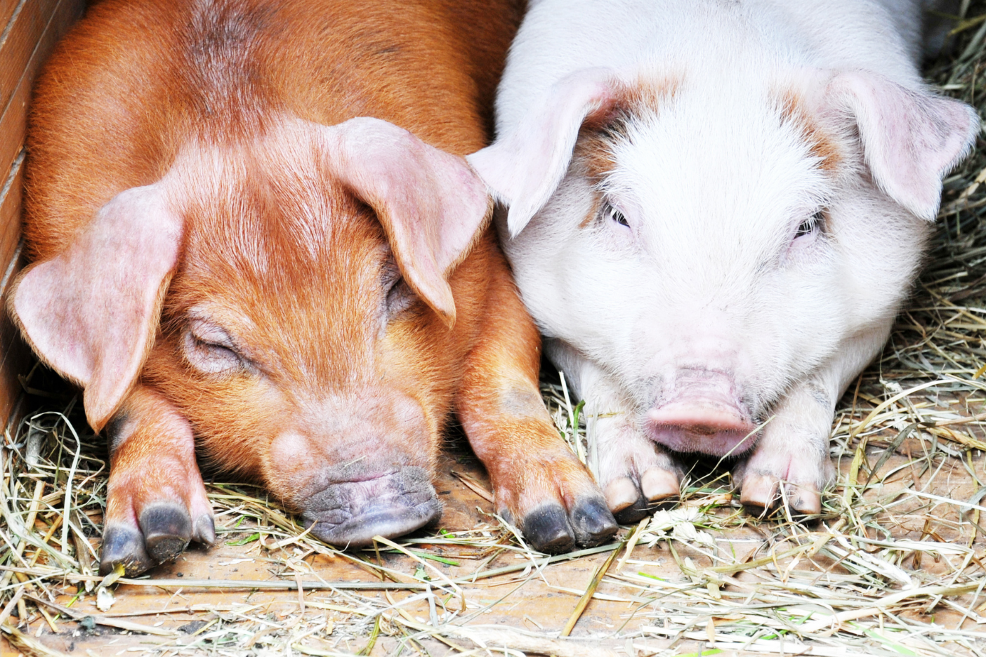 Calcium fatty acid soap formation is dependent on fat source - American ...