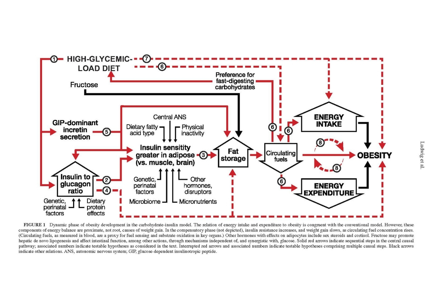 Scientists Claim that Overeating Is Not the Primary Cause of Obesity ...